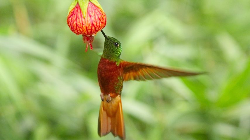 Super Hummingbirds | PBS America | UK